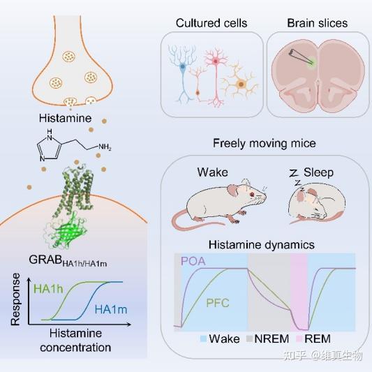 重磅喜讯｜李毓龙团队利用新型GRAB探针解析组胺在大脑中的动态变化 - 知乎