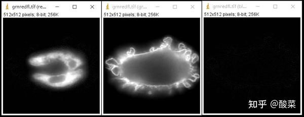 老司机带你使用ImageJ高效分析图片 - 知乎