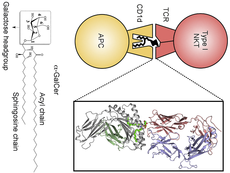多特异性抗体：Two-in-One - 知乎