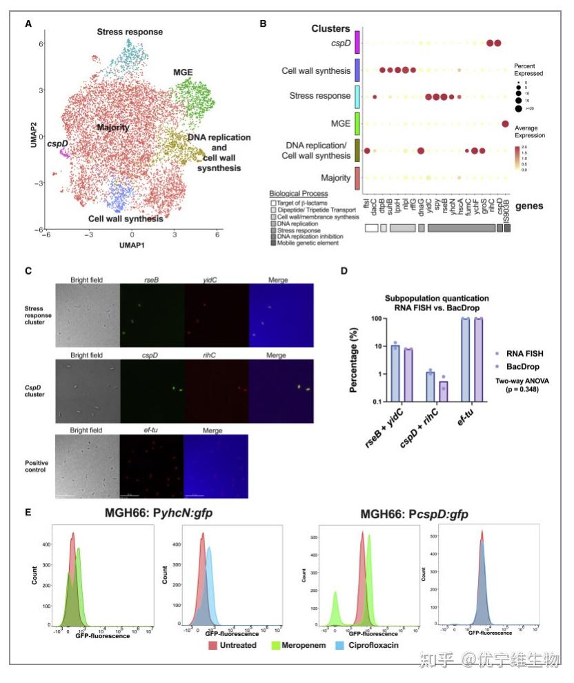 BacDrop单细胞微生物测序方法揭示与抗生素相关的细胞异质性 - 知乎