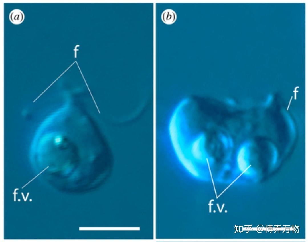 网鞭虫门Telonemⅰa ：形态特征最原始的色藻，却身世成谜 - 知乎