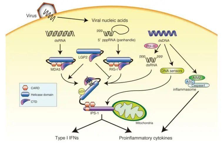 吸睛系列(二)丨一文了解mRNA IVT副产物dsRNA - 知乎