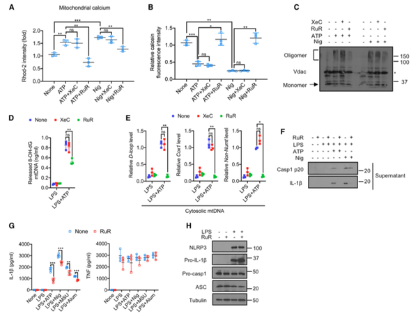 Immunity丨mtDNA如何释放以及点燃“自体炎症之火” - 知乎