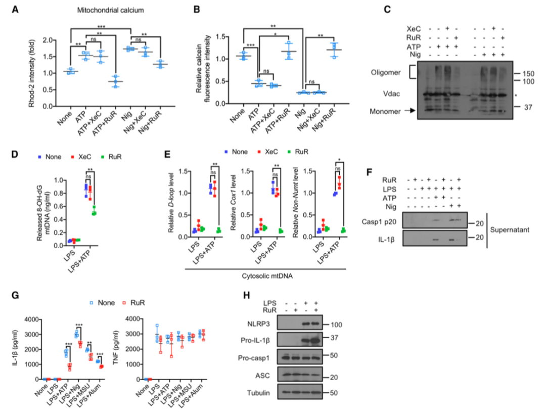 Immunity丨mtDNA如何释放以及点燃“自体炎症之火” - 知乎