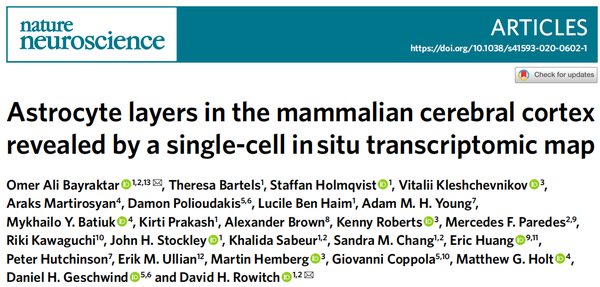 Nat Neurosci | 单细胞原位转录组图谱揭示哺乳动物大脑皮层中星形胶质细胞分层 - 知乎