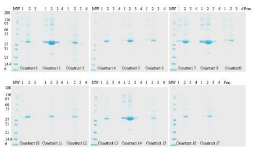 应用案例 | Protein Maker高通量全自动蛋白纯化仪 - 知乎