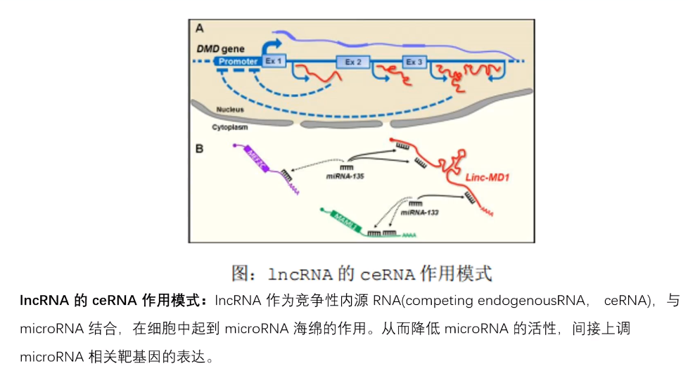 lncRNA的四大作用模型 - 知乎