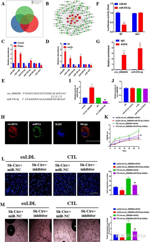 Cell Mol Biol Lett | 蒋利与邱朝晖发现circ_0086296参与动脉粥样硬化作用机制 - 知乎
