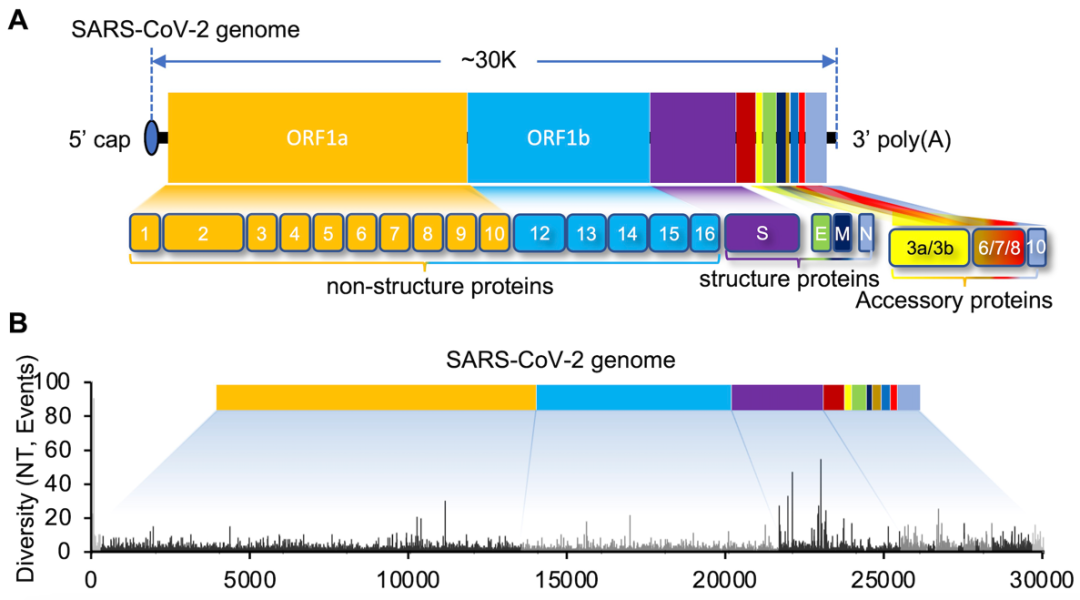 Genes Dis 综述︱上海中医药大学袁富文团队评述CRISPR-Cas13系统在COVID-19检测和治疗中的研究进展 - 知乎