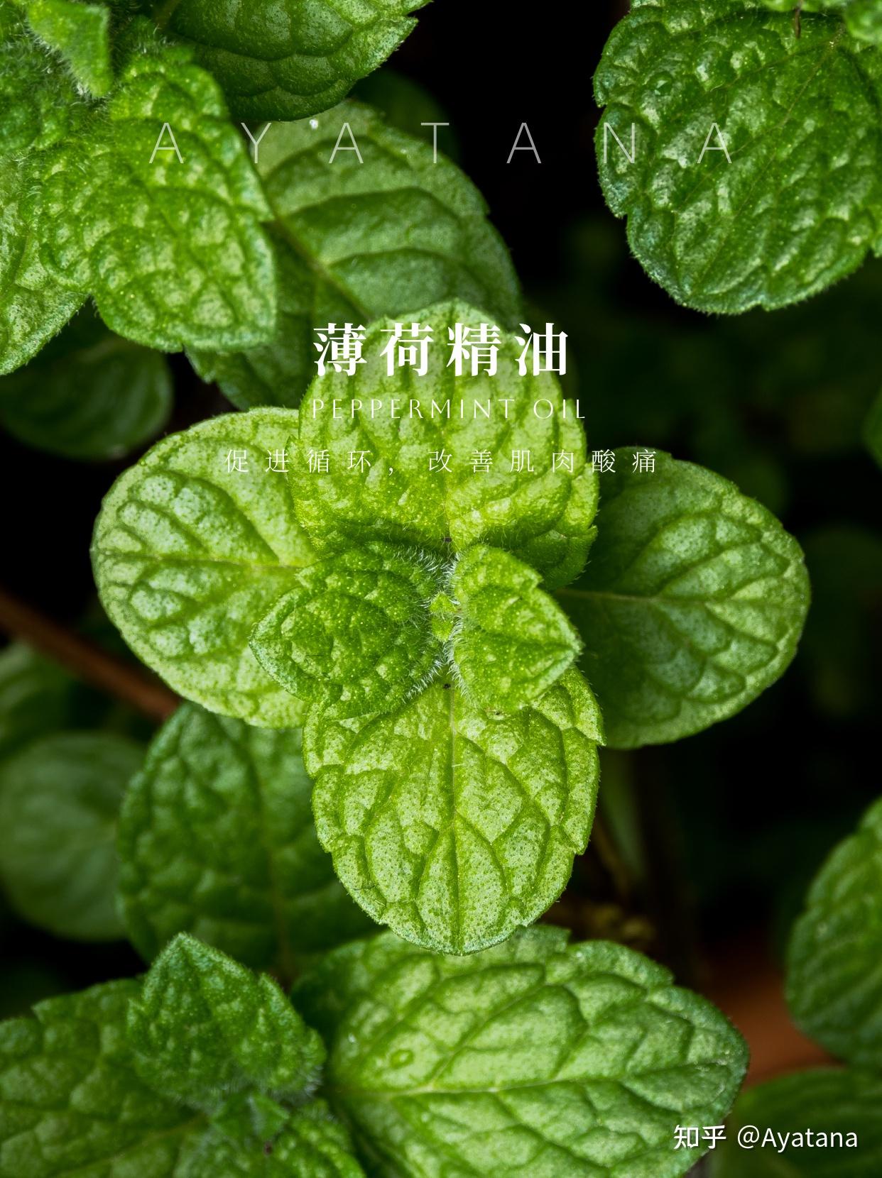 AYATANA:适合运动达人使用的8款舒缓精油 - 知乎