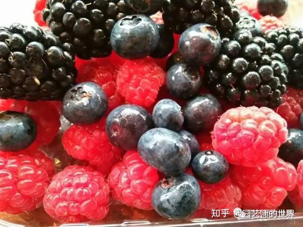 鲜食树莓研究报告 - 知乎