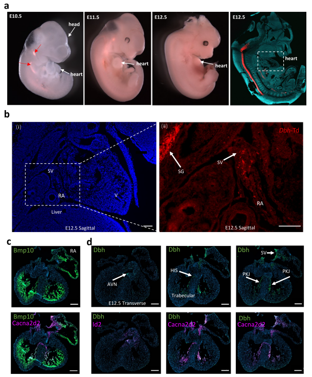 Nat. Commun. | Stereo-seq助力绘制不同发育阶段小鼠心脏的单细胞时空图谱 - 知乎