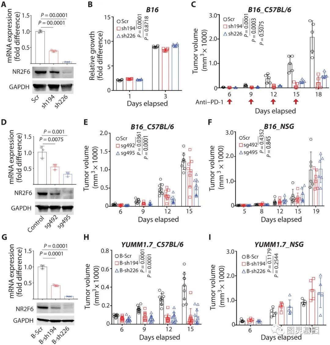 Sci Adv | 黑色素瘤固有NR2F6活性调节抗肿瘤免疫 - 知乎