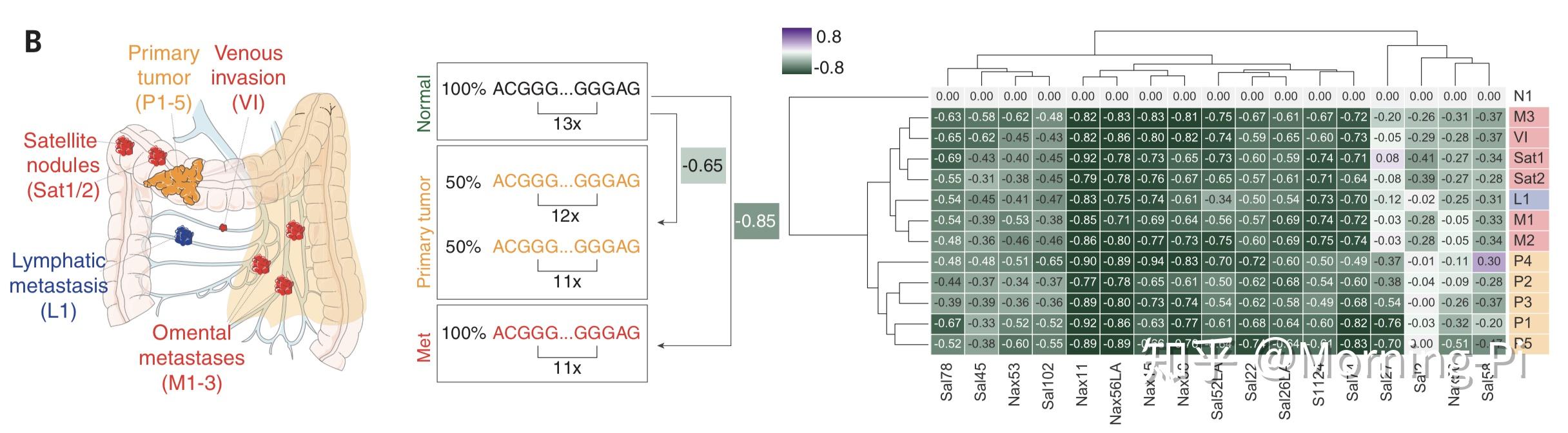 trace cell lineage - JSD - 知乎