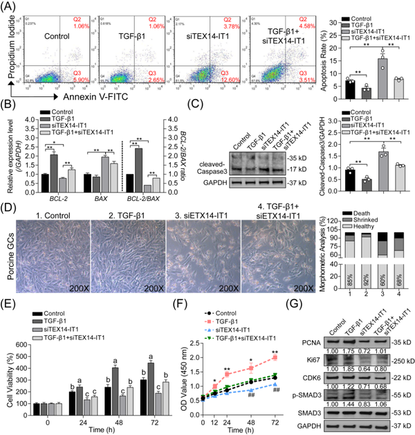 Cell Prolif︱南京农业大学李齐发/杜星团队揭示TGF-β1调控卵巢颗粒细胞转录组变化的普遍机制 - 知乎
