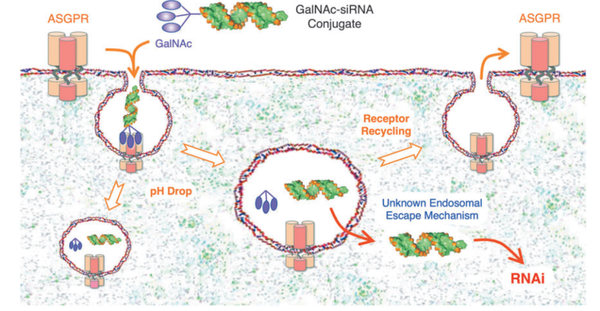 寡核苷酸药物的“智能”递送 - 知乎