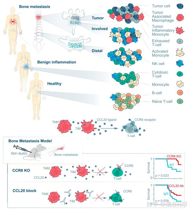 Nature子刊| 38+STTT推荐的科研热点：CCL20 - 知乎