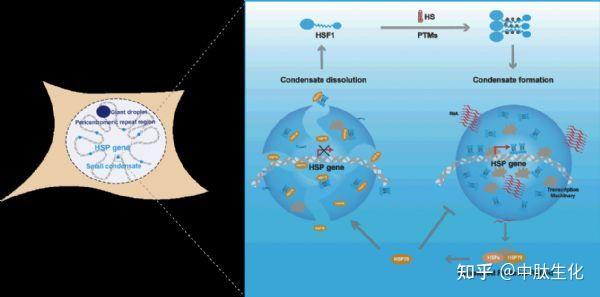 Nature Cell Biology：揭示HSF1的可诱导和可逆相分离介导热休克转录应答的作用机制 - 知乎