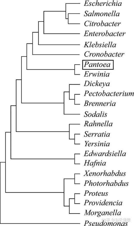 Pantoea(泛菌属)——肠道内善恶兼备的神秘细菌 - 知乎