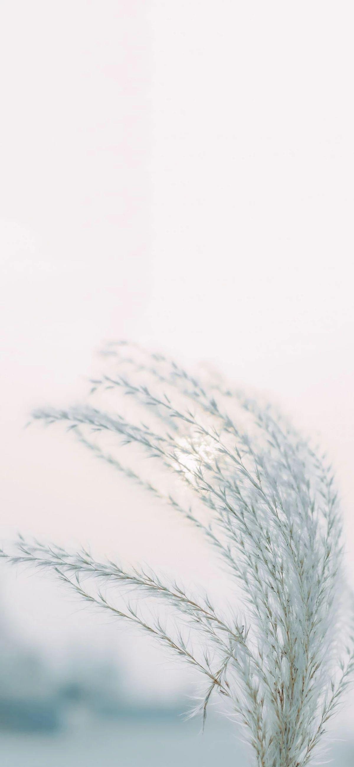 翻了200多张壁纸，最后精选出的干净素雅【白色壁纸】🥛 - 知乎