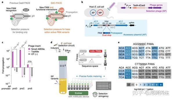 NBT | 重磅！David R. Liu进化出紧凑的可识别单嘧啶PAM的Cas9变体 - 知乎