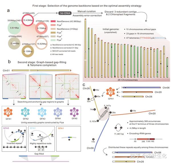 戴俊彪/闫建斌团队通过纳米孔测序，破解模式生物小立碗藓的染色体数目之谜 - 知乎