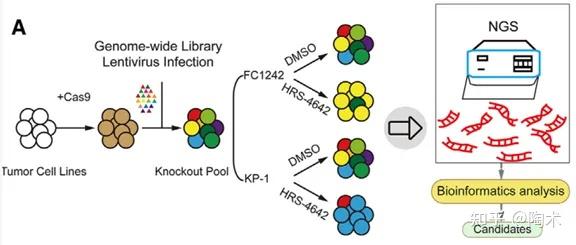 Cancer Cell：发现首个临床KRAS G12D抑制剂——HRS-4642 - 知乎