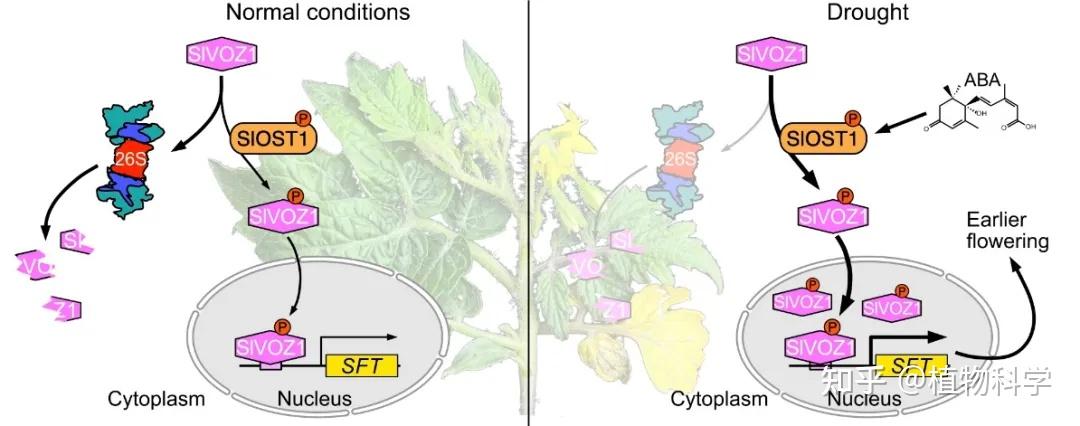 河南大学在Plant Cell发表研究论文，揭示干旱促进番茄开花的调控新机制 - 知乎