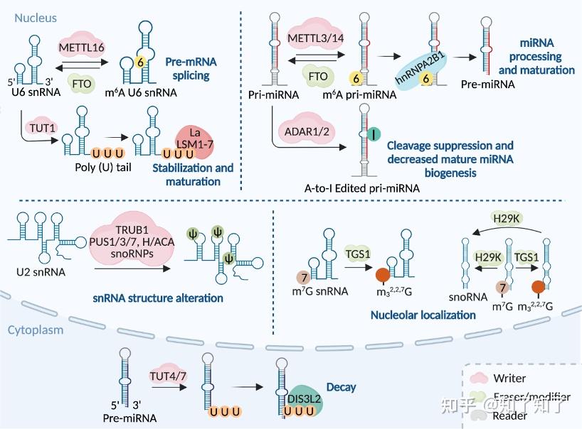 m6A/m5C/m1A/m7G/ac4C/Ψ等8种RNA修饰的生物学功能和潜在机制 - 知乎