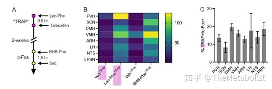 代谢学人——Cell：酮体新通路解锁减重新方向 - 知乎
