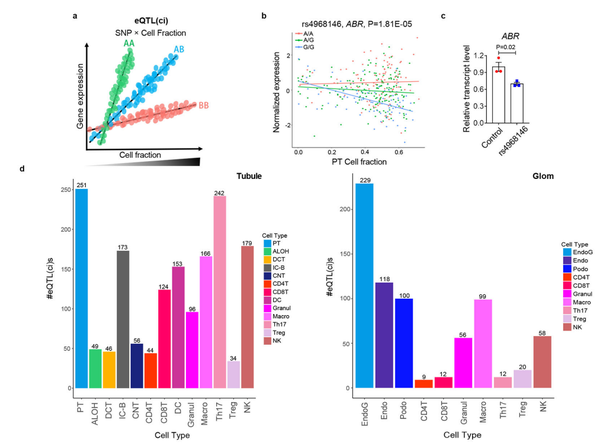 单细胞多组学与eQTL联合分析，确定肾脏疾病的机制和潜在治疗方法 - 知乎