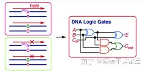 DNA computing 简单科普 - 知乎