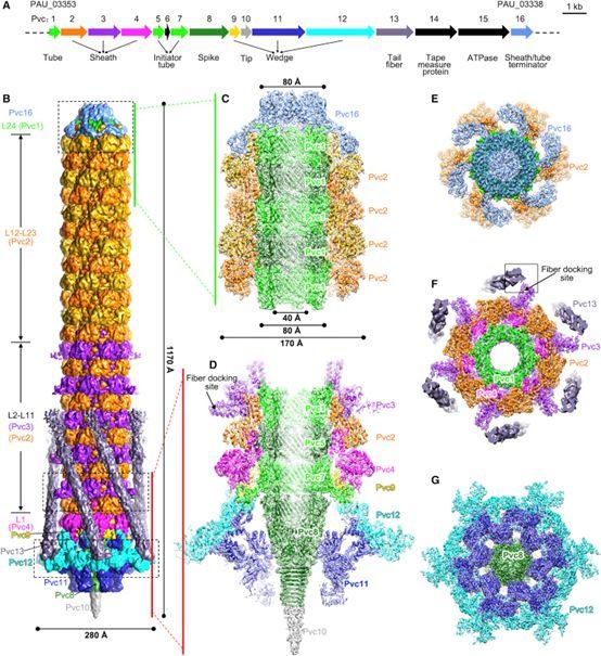 Cell：北大高宁研究组等解析细菌可收缩注射系统的精细结构 - 知乎