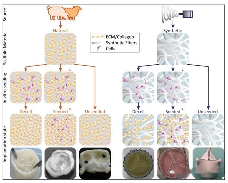 分享一篇9.7分的动物研究meta分析SCI - 知乎