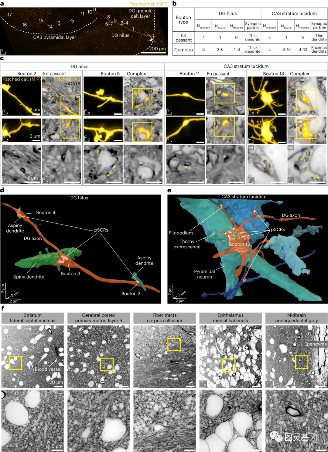 Nat Biotech | 脑组织纳米级别成像揭示胞体、树突和突触的分布规律 - 知乎