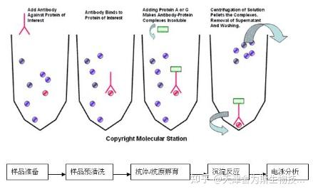 免疫共沉淀（COIP）原理和优缺点的深度解析 - 知乎