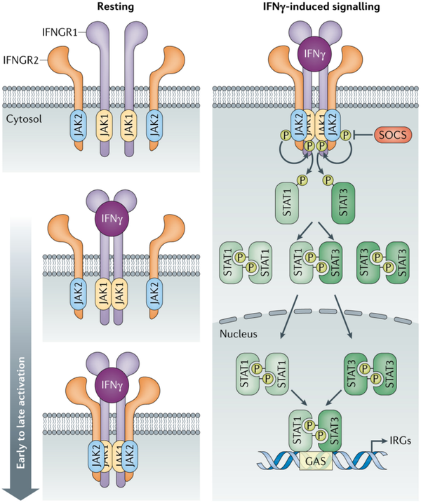 从IFN-γ出发，破解噬血细胞综合征困局 - 知乎