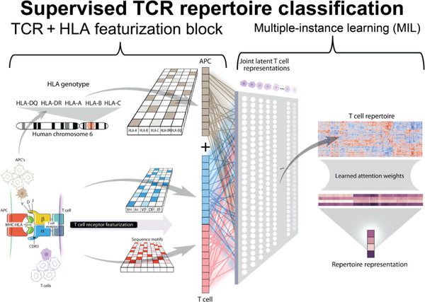 Sci Adv | 深度学习预测TCR序列对免疫疗法反应 - 知乎