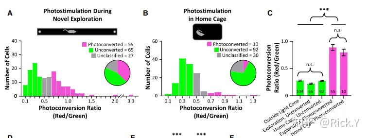 CA1 in vivo activity affect differently in superficial and deep layer ...