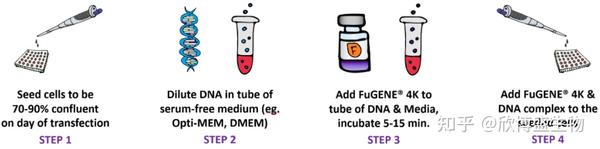 Lipofectamine®3000的优质替代品—Fugene 4K转染试剂 - 知乎