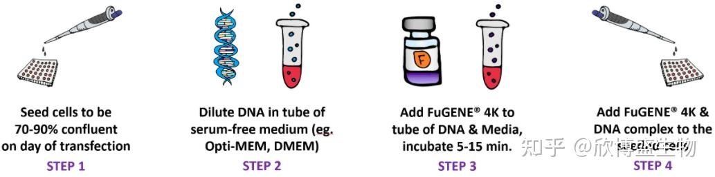 Lipofectamine®3000的优质替代品—Fugene 4K转染试剂 - 知乎
