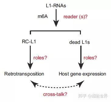Cell Research | 李文博团队揭示m6A对于LINE-1 RNA调控的新机制 - 知乎
