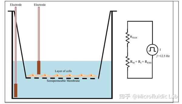 微流控跨膜细胞阻抗（TEER）分析平台 - 知乎