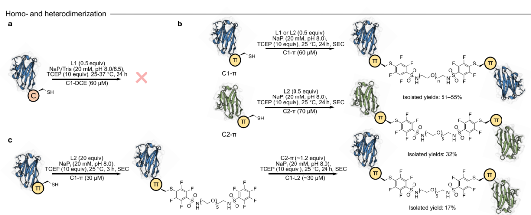 JACS：“π-钳”介导的位点特异性单域抗体二聚化 - 知乎