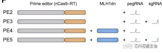 基因编辑的新工具—Prime Editing - 知乎