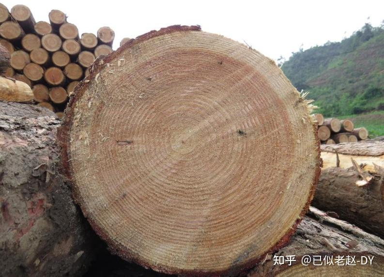 ⭐️老赵厨单（四）：2025菜板/砧板怎么选、什么材质好？家用菜板选购攻略-附好用的品牌清单