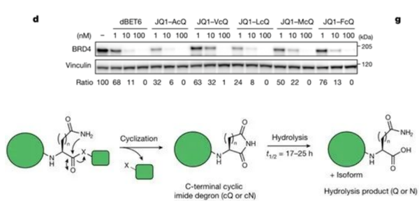 蛋白质降解突破性发现：哈佛中国博士生阐明蛋白质cereblon的选择机制， 为设计新型靶向药物注入更多可能 - 知乎