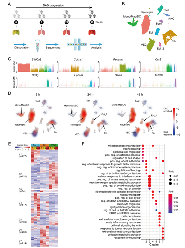 【文献解读】时空转录组学揭示小鼠弥漫性肺泡损伤模型中细胞的炎性状态 - 知乎
