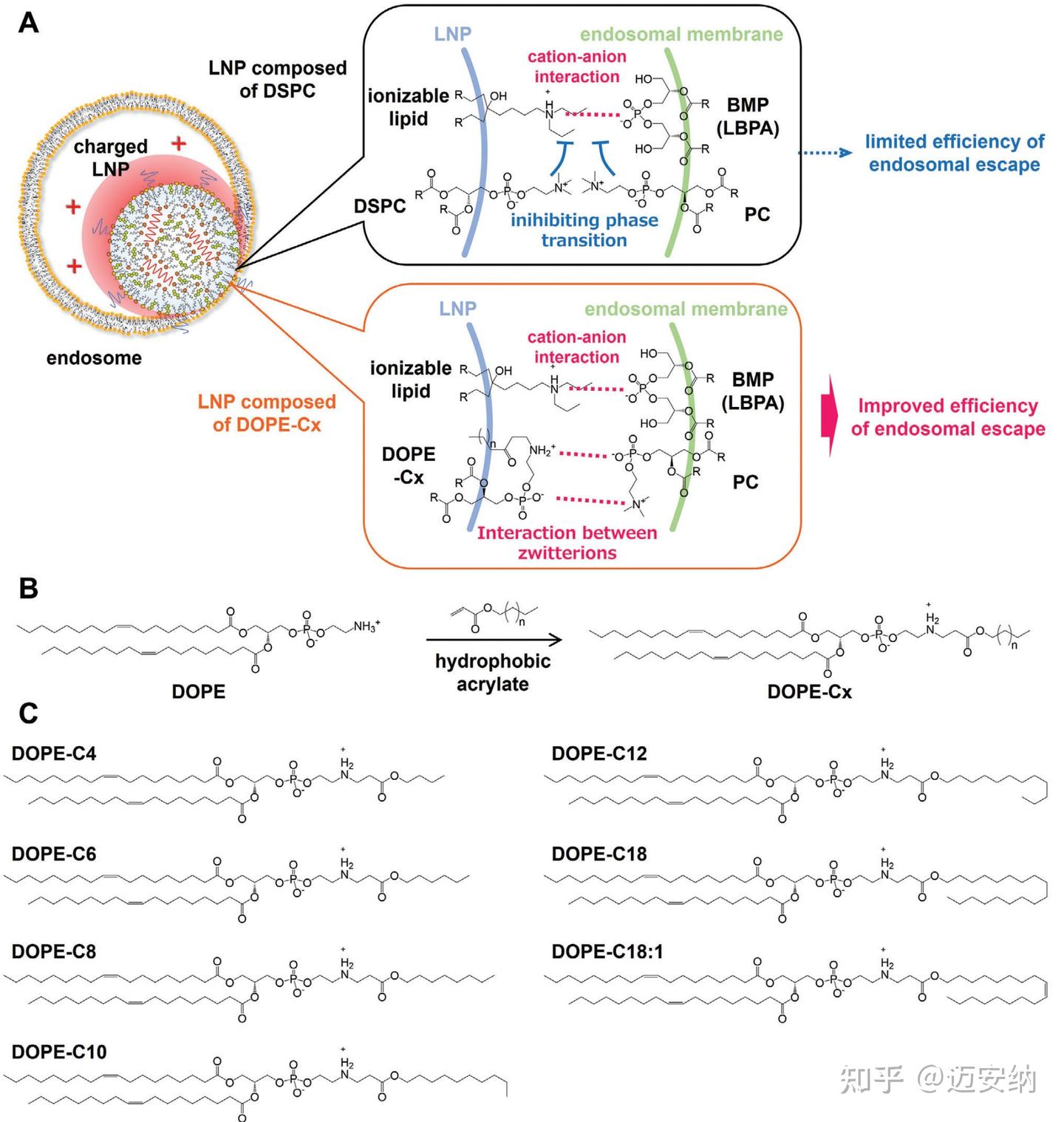 脂质辅料新研究-新型辅助磷脂（DOPE-X）显著提高mRNA-LNP的体内递送 - 知乎