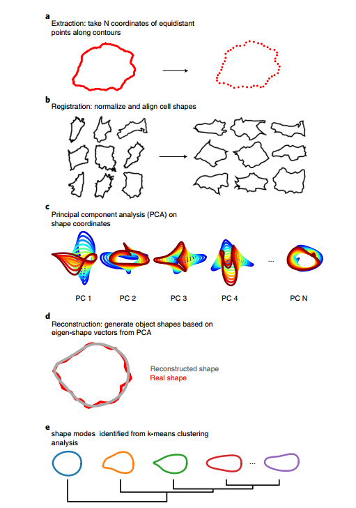 Nat Protoc | AI学习量化细胞和细胞核形态异质性，可用于表型或药物筛选 - 知乎